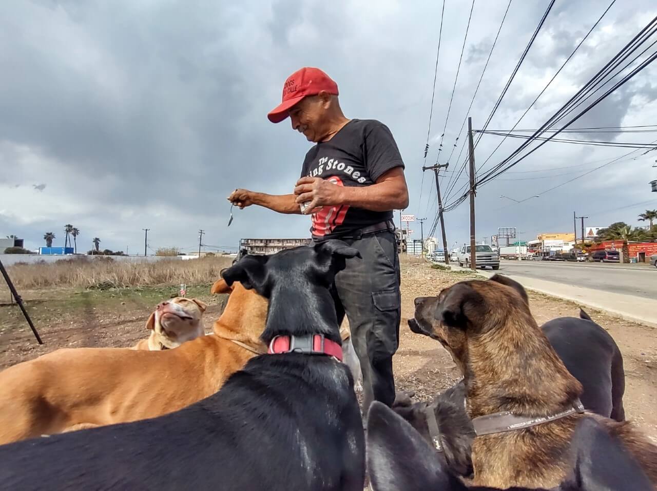 VIDEO: tiene 28 perros y dice que seguirá rescatando más. - Siempre en ...