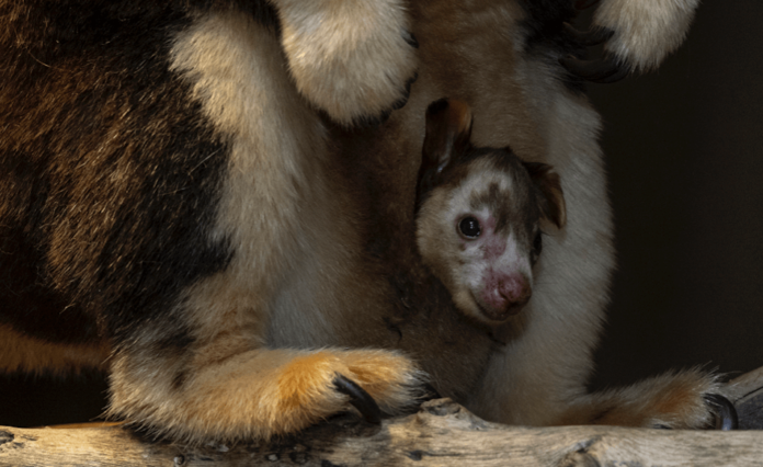 Nace canguro en peligro de extinción, en el zoológico de San Diego ...
